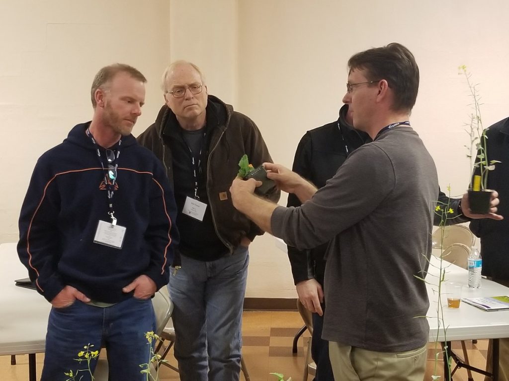 Oilseed workshops help farmers establish vigorous crop | CAHNRS News ...