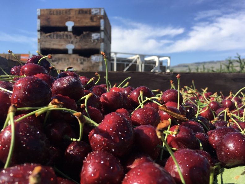 WSU Cherry Fruit School shares better ideas from bud to bucket | CAHNRS ...