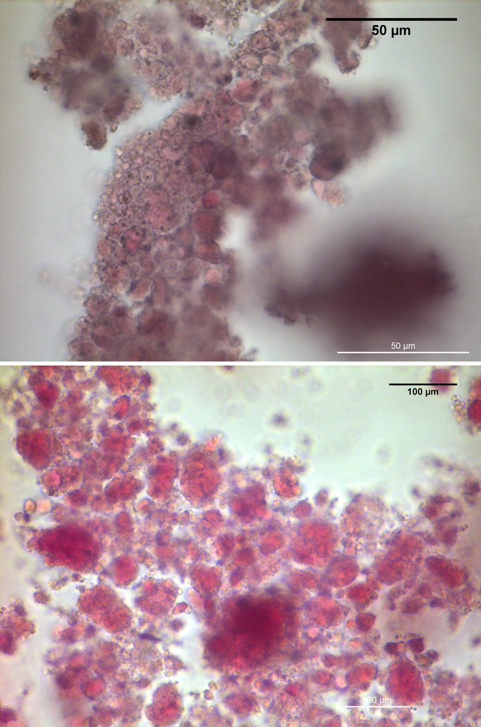 Sensor can detect spoiled milk before opening | CAHNRS News ...