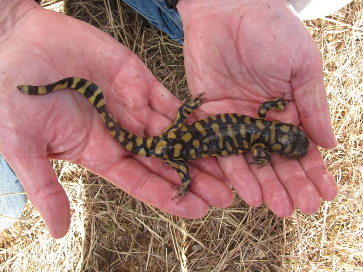 Scientist sleuths seek DNA clues in the environment to help rare ...