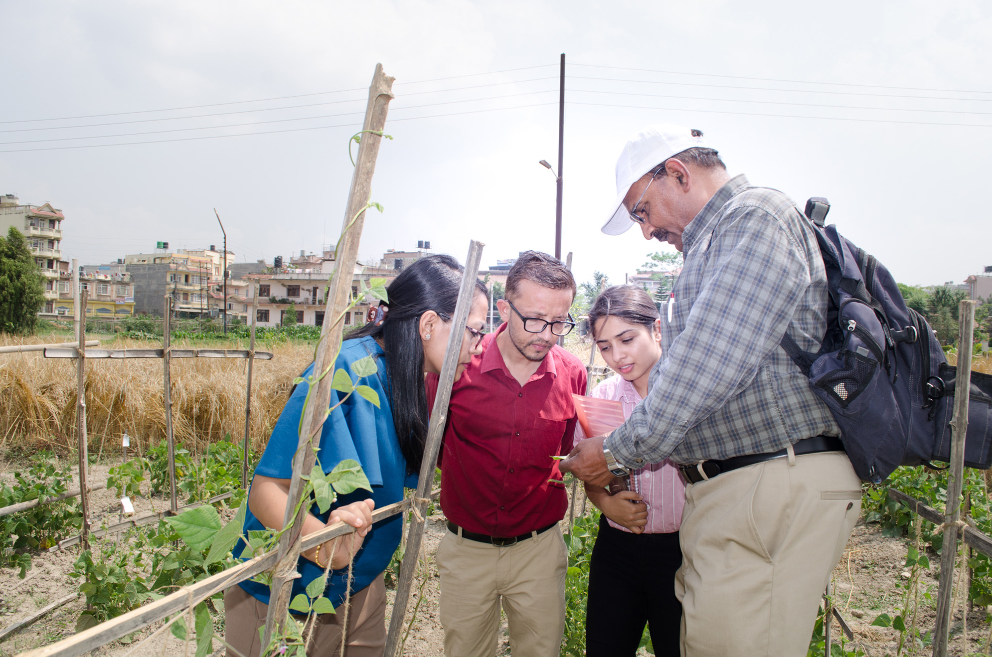 Training helps Nepal plant scientists defend against viral disease ...