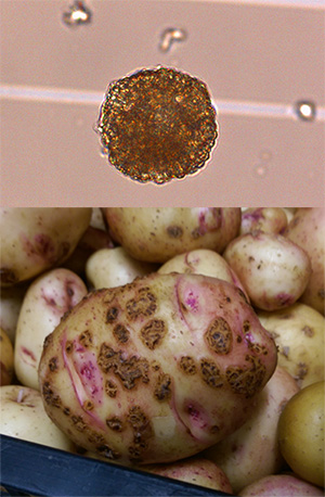 Living defenses could protect potatoes from virus, nematode threats ...