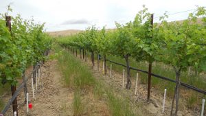New irrigation system can cut vineyard water usage by 35 percent ...