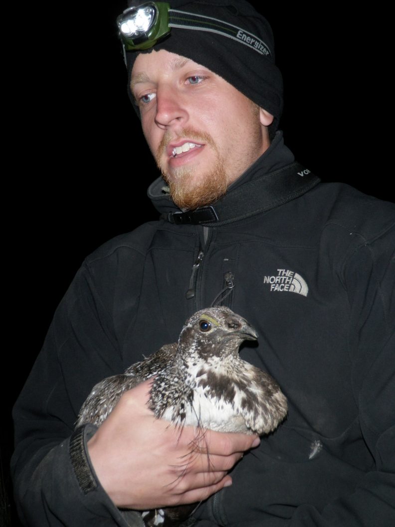 Saving sage-grouse by relocation | CAHNRS News | Washington State ...