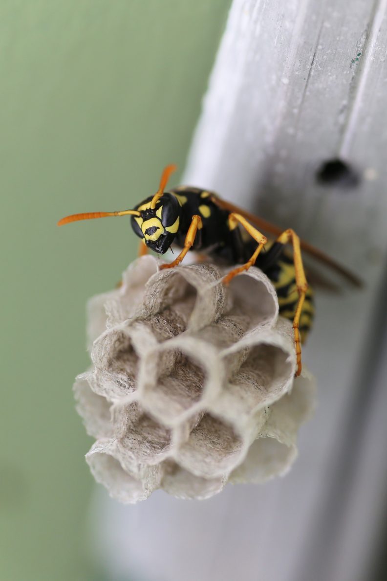 Scientists study how wasps learn for better trap | CAHNRS News ...
