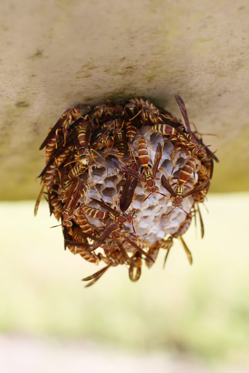 Scientists study how wasps learn for better trap | CAHNRS News ...