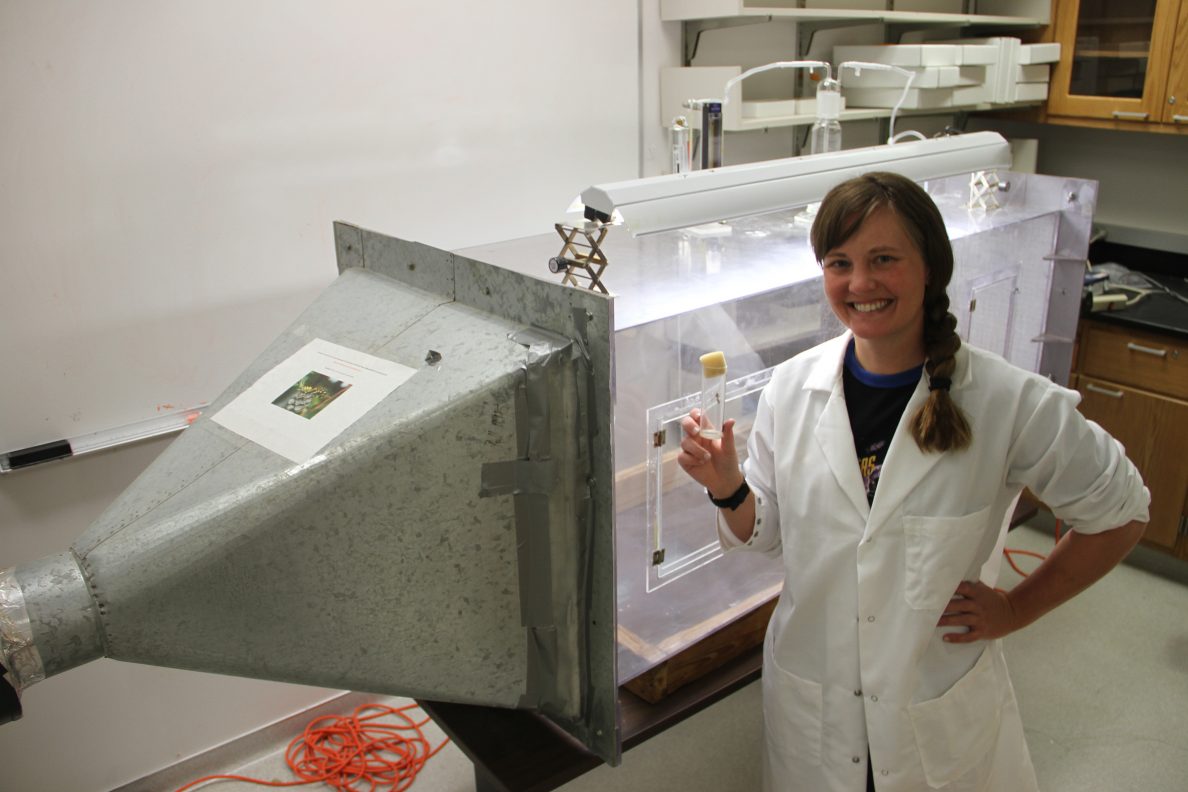 Scientists study how wasps learn for better trap | CAHNRS News ...