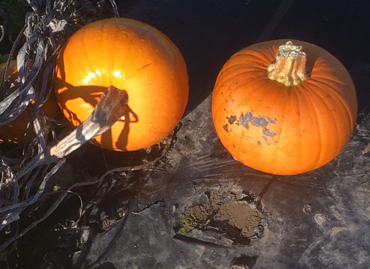 Growing a Halloween favorite more sustainably | CAHNRS News ...