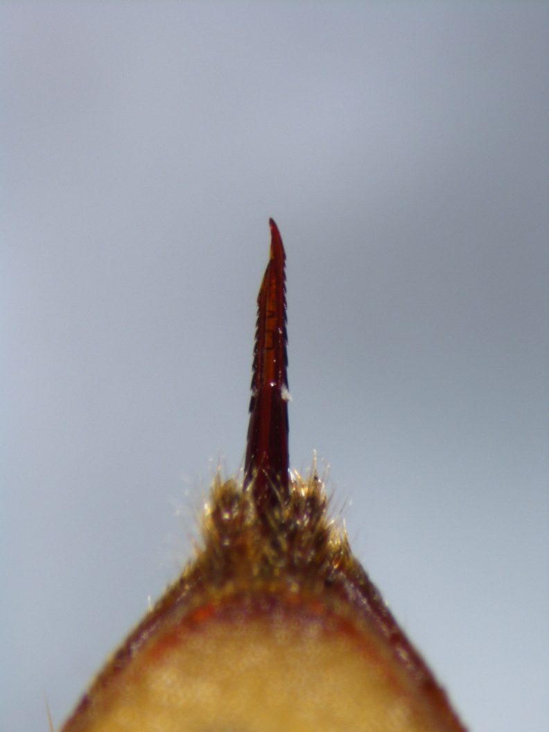 WSU scientists enlist citizens in hunt for giant, bee-killing hornet ...