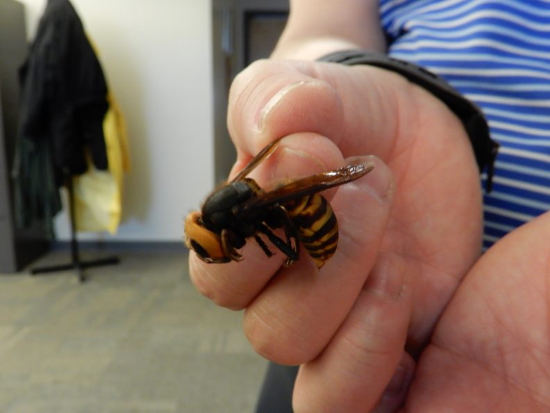 WSU scientists publish new Asian giant hornet guide to help beekeepers ...