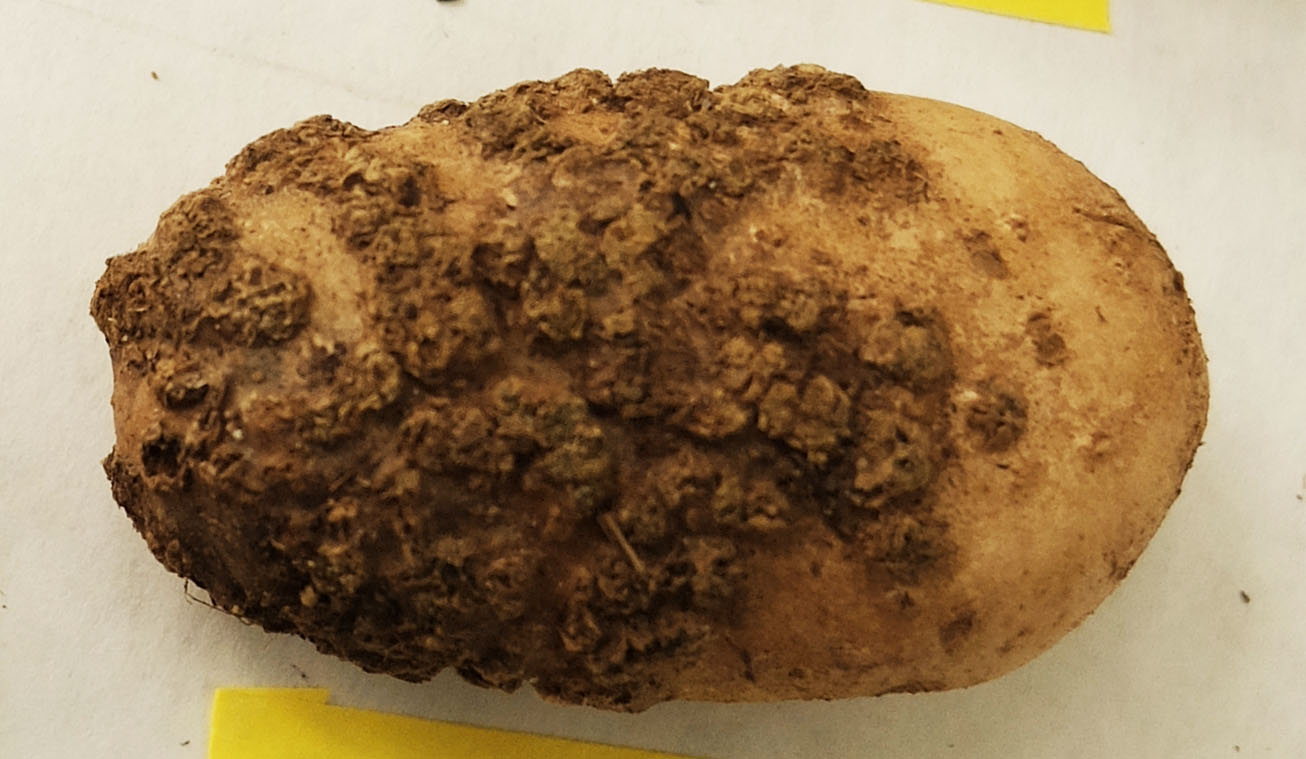 What lies beneath: WSU team studies soil-borne potato disease with help ...