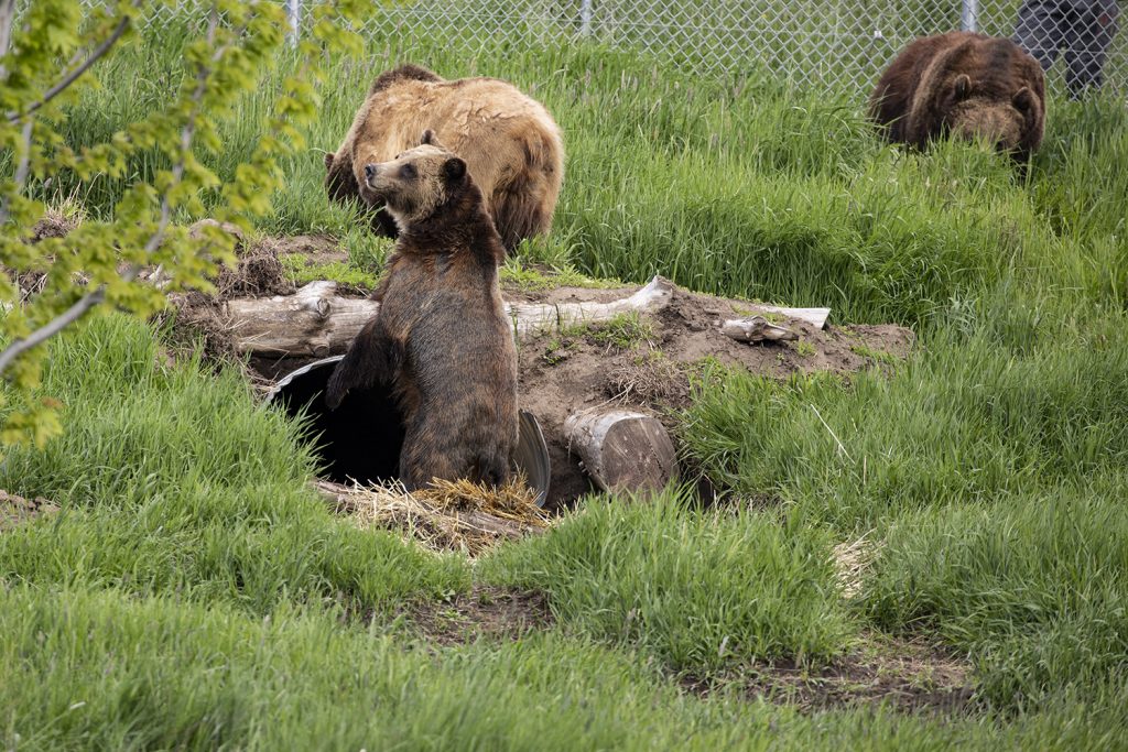 New cave installed for bears | CAHNRS News | Washington State University