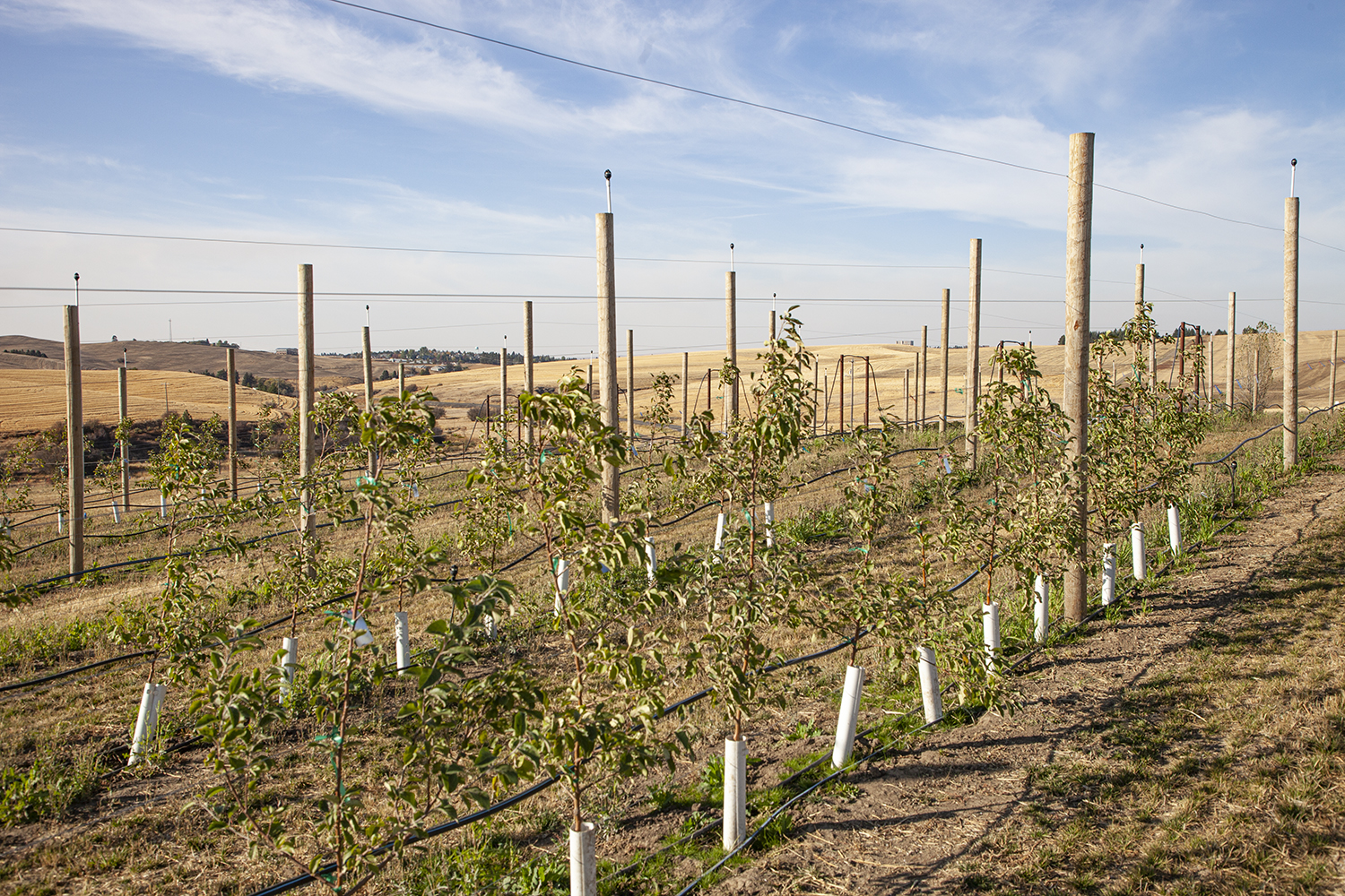 Planting trees at the new WSU Horticulture Center | CAHNRS News ...