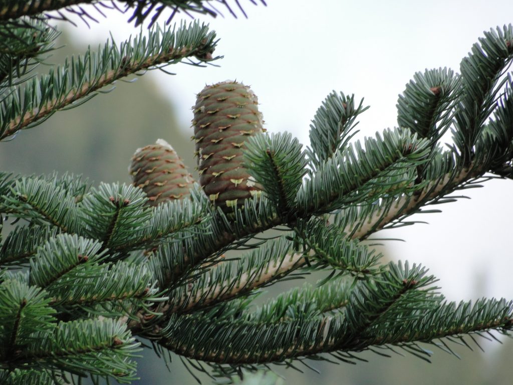 A decade-long, globe-trotting search for a better Christmas tree ...