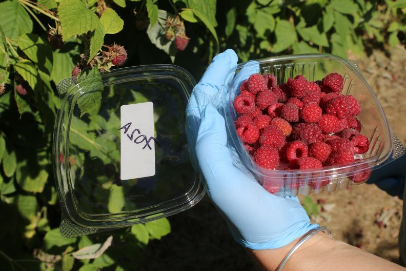 Teamwork closes a loop to help farmers and consumers | CAHNRS News ...