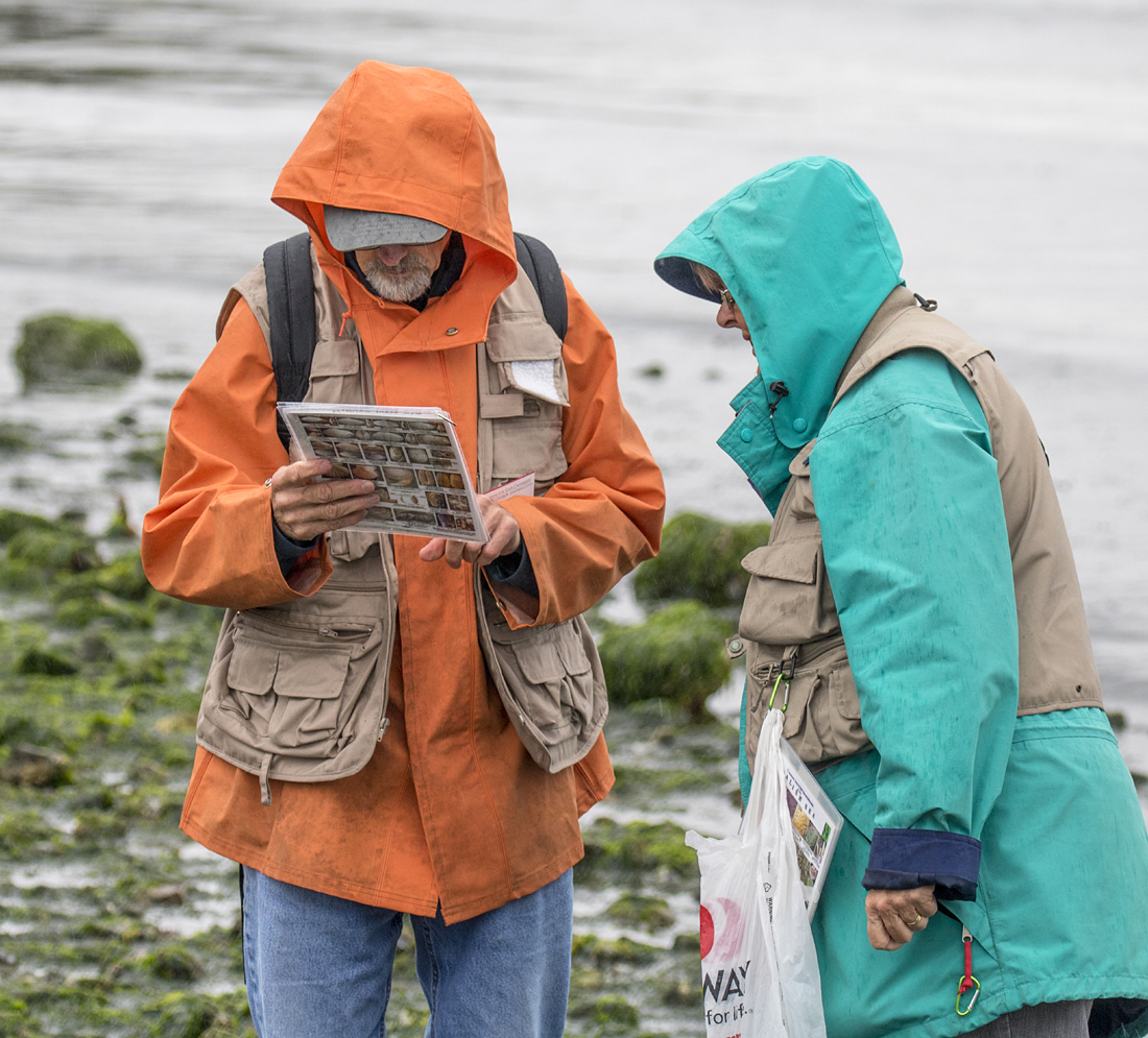 Become a WSU Beach Watcher | CAHNRS News | Washington State University