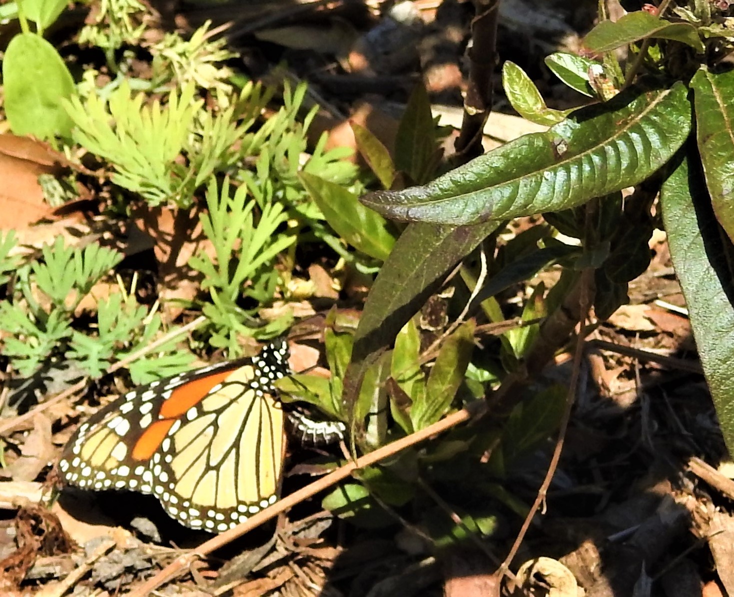 Confirmation of monarch butterfly breeding in winter shows hope for ...
