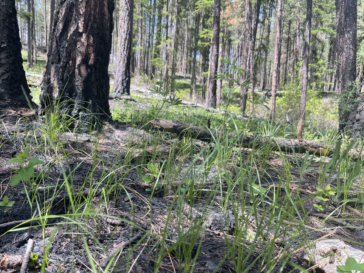 July 14: Extension Forestry webinar examines ecology of wildfire ...