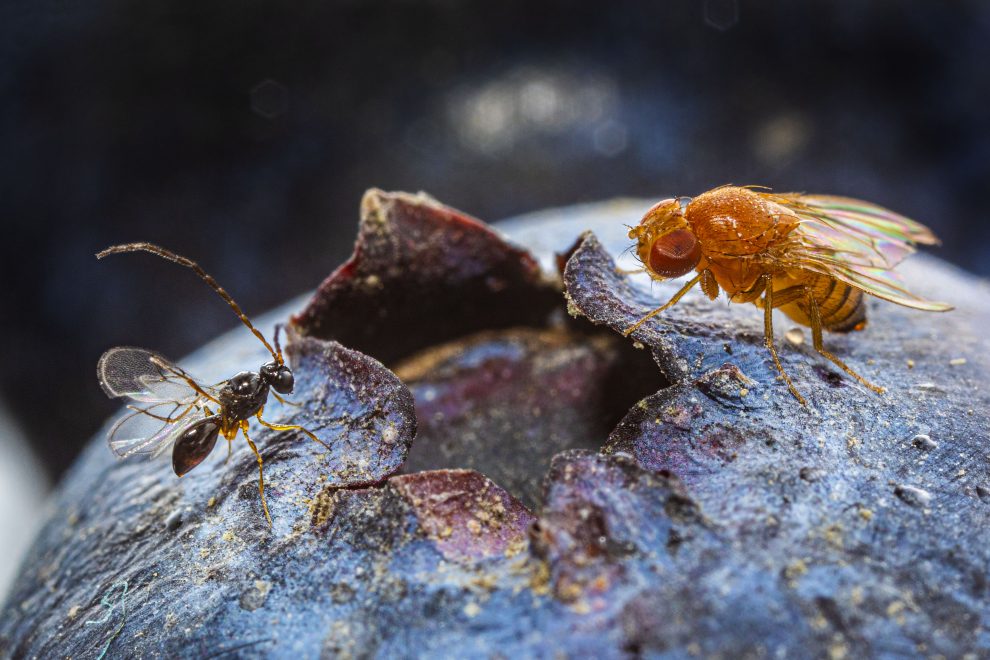 Natural enemy of invasive, berry-eating fly found in U.S. | CAHNRS News ...