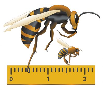 WSU scientists publish new Asian giant hornet guide to help beekeepers ...
