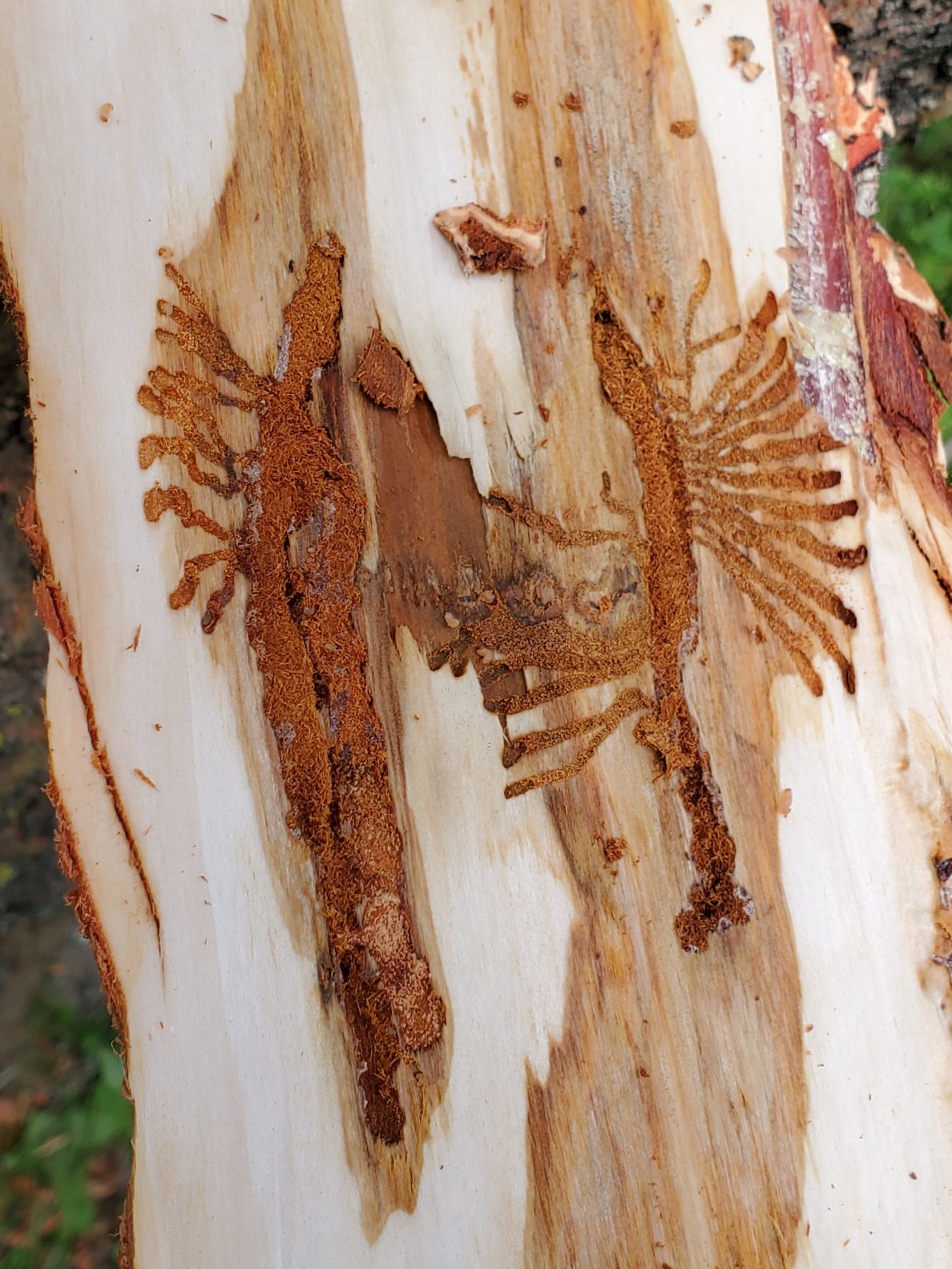 Webinar: A year in review of eastern Washington forest health | CAHNRS ...