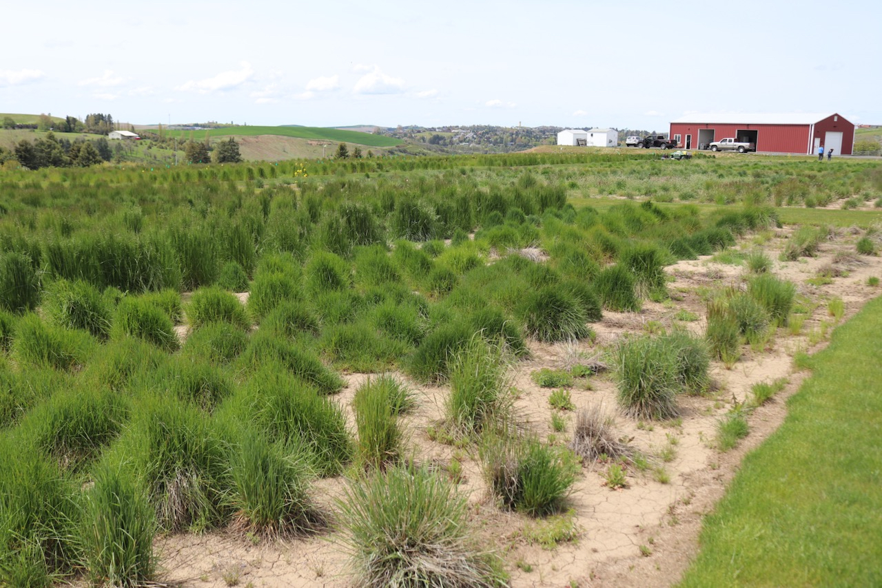 New WSU turfgrass farm debuts grasses of tomorrow with inaugural field ...