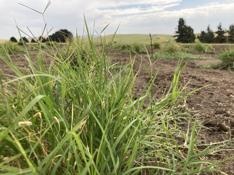 Lawns for a hot, dry future tested at WSU turfgrass research farm ...