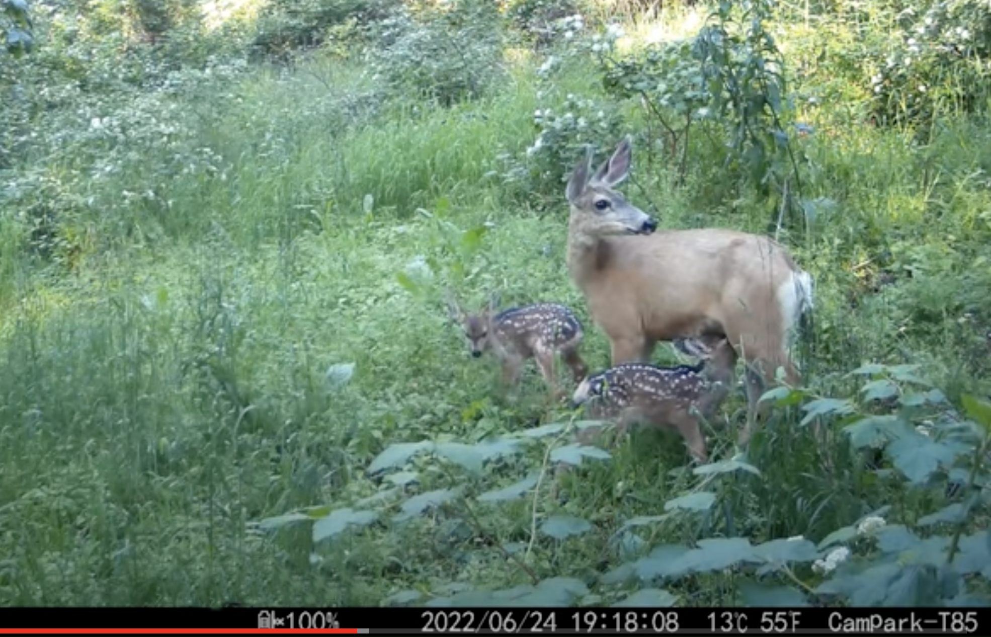 Move Online Helps Students Learn About Nature Cahnrs News