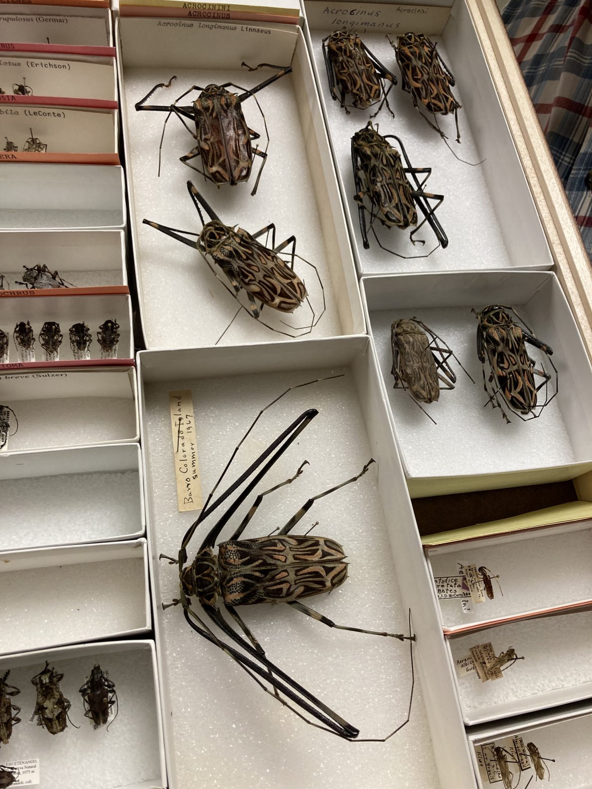 White witches, vanished specimens, living gems: Look inside WSU’s ...