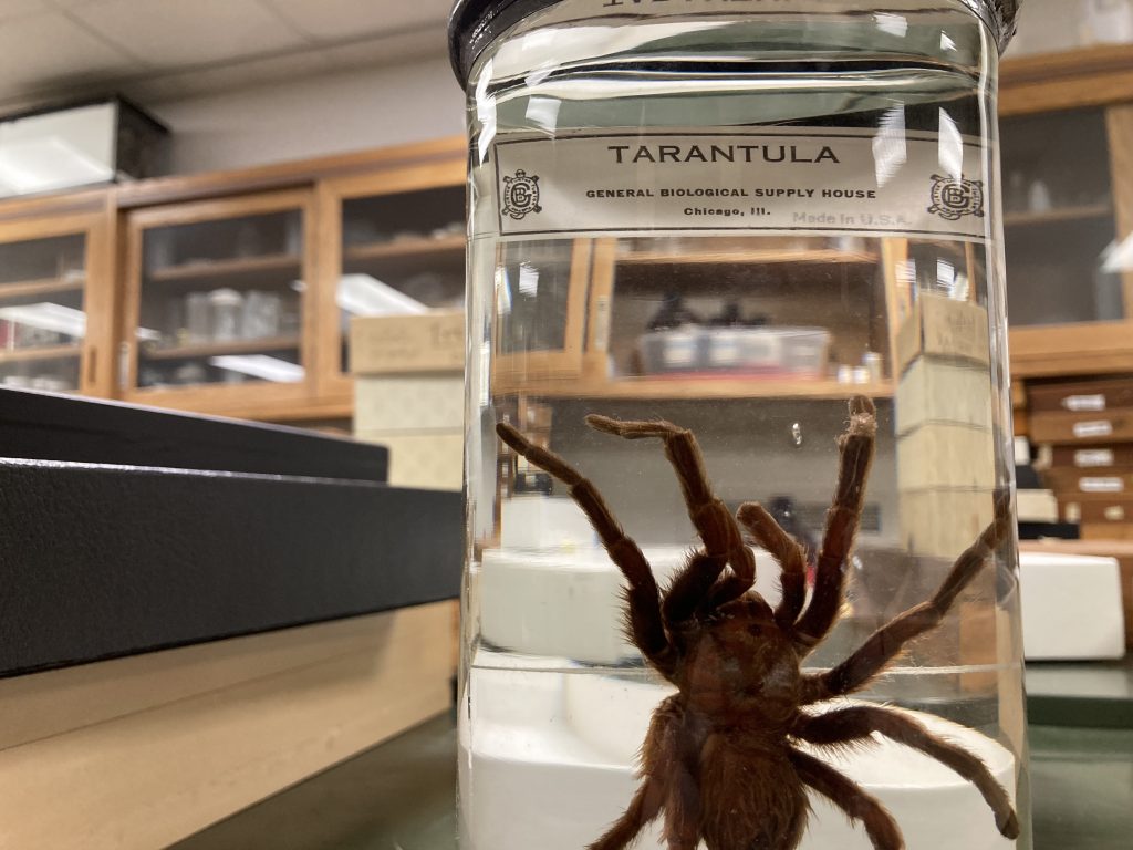 White witches, vanished specimens, living gems: Look inside WSU’s ...