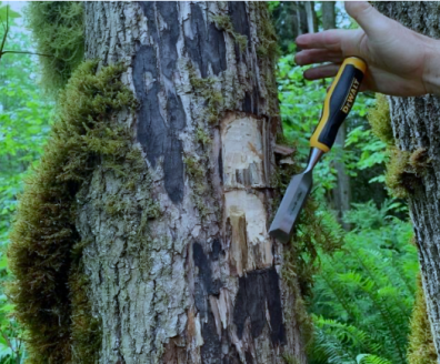 New from Extension: Guides on sooty bark disease, mobile drip ...