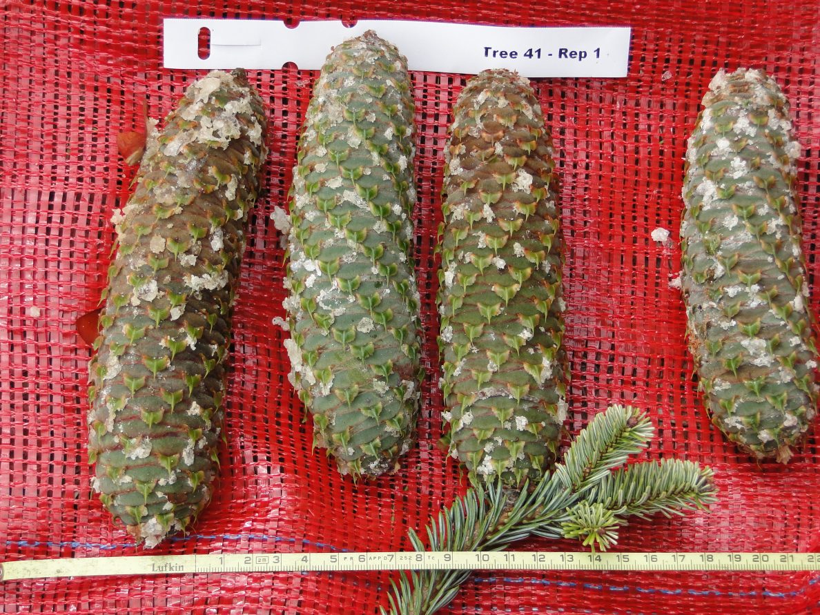 WSU scientist seeks Christmas trees that can withstand climate change ...