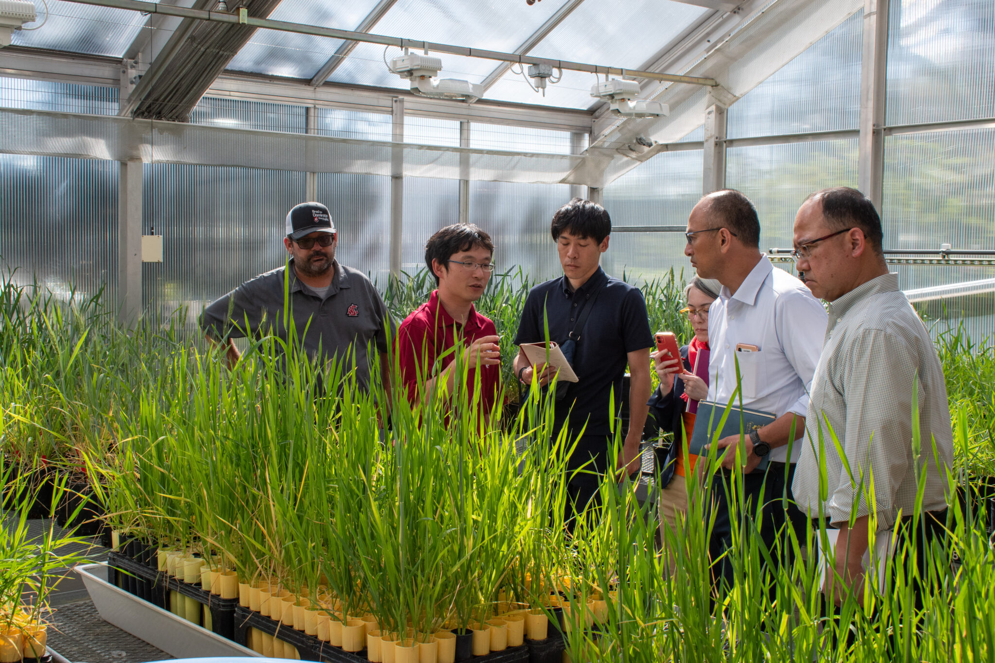 Department of Horticulture | Washington State University