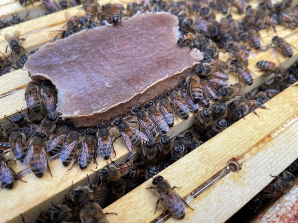 New pollen-replacing food for honey bees brings new hope for survival ...