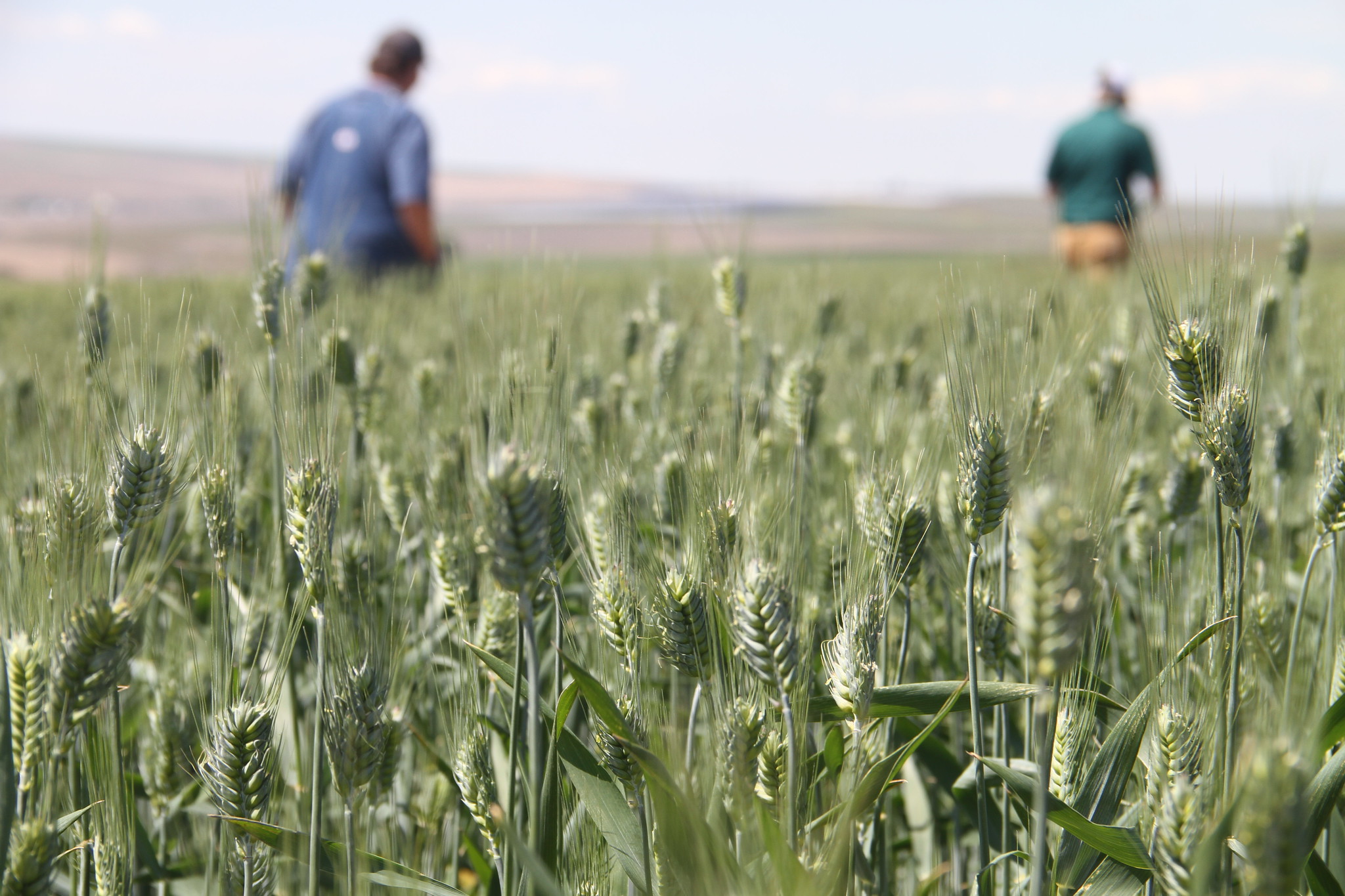 Department of Crop and Soil Sciences | Washington State University