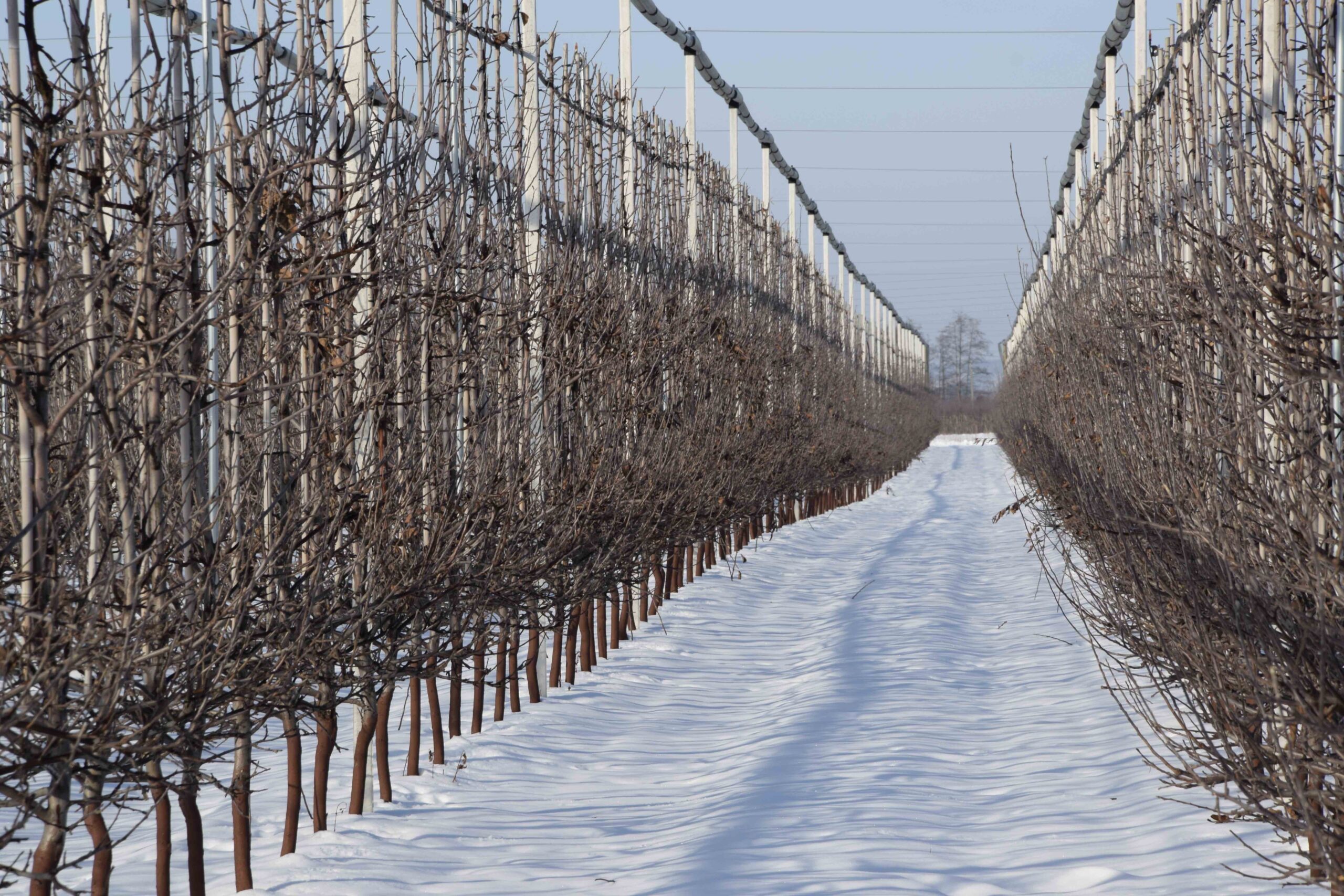 WSU Horticulture in the News | Department of Horticulture | Washington ...