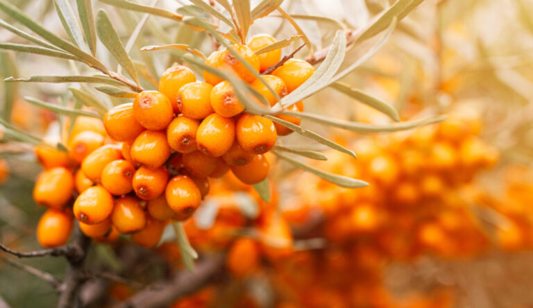 Kiwi, shipova, sea buckthorn? New from Extension: Uncommon fruits for ...