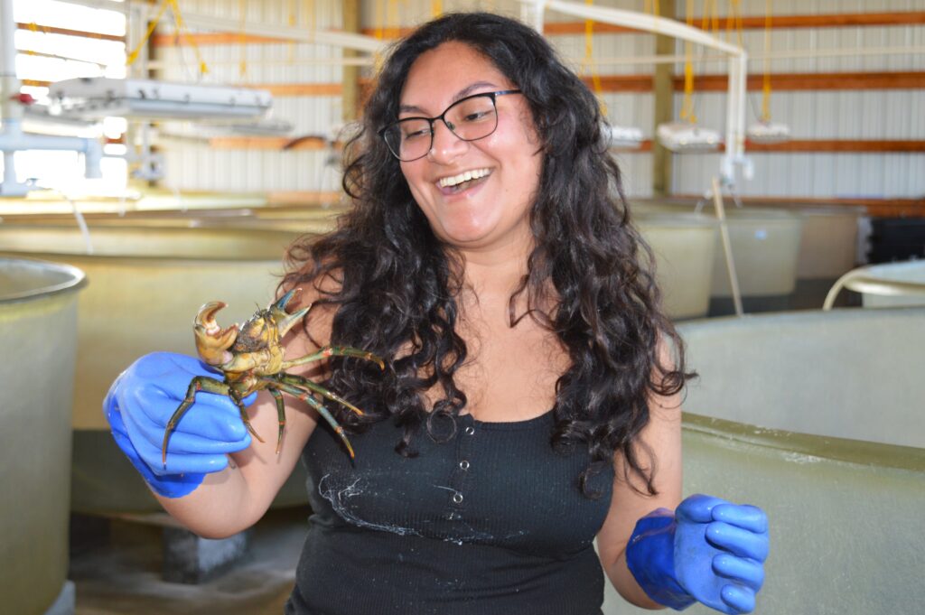 The kids are hungry: Juvenile European green crabs just as damaging as ...