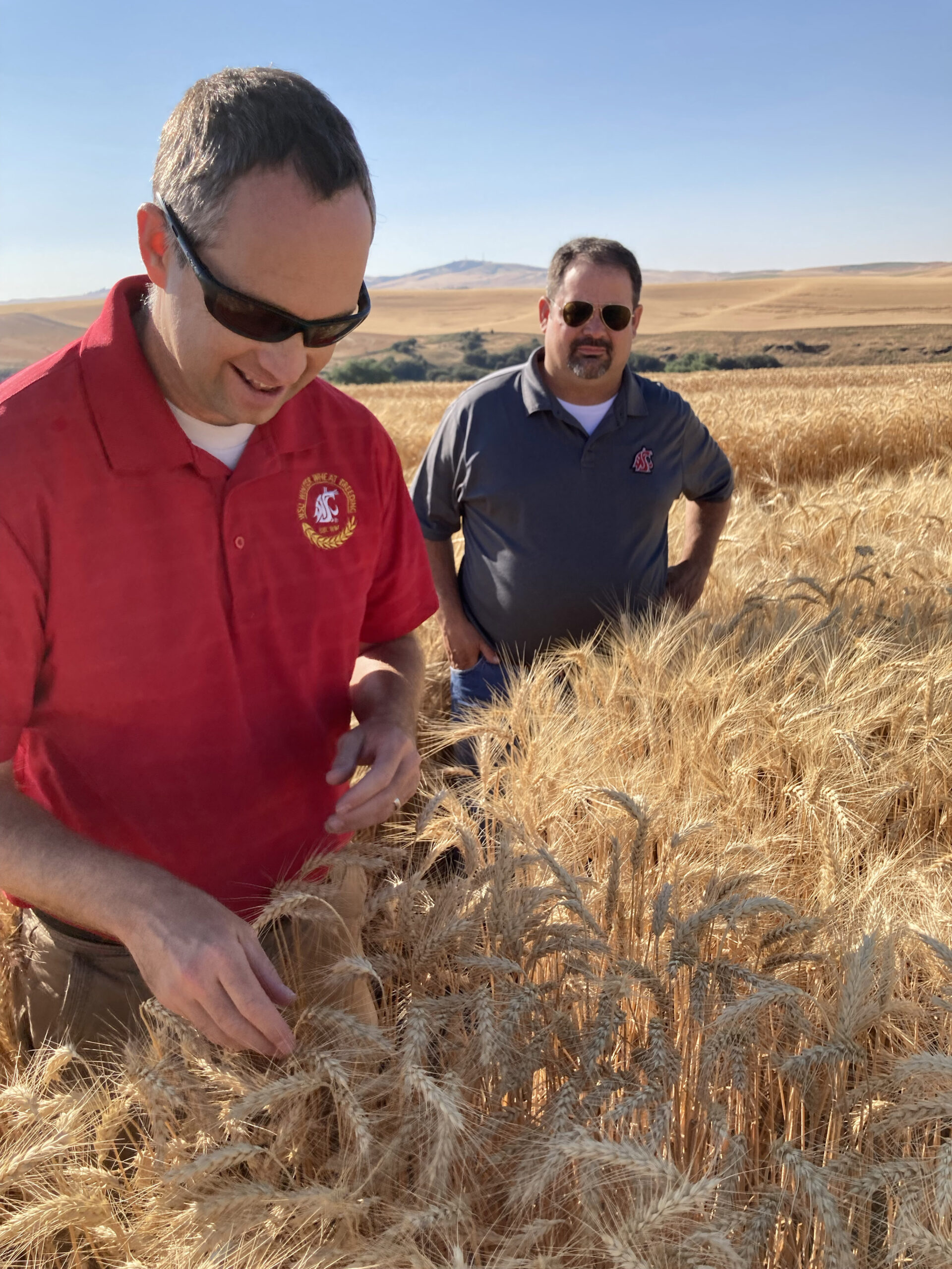 WSU breeders put royalties to work for the future of Washington wheat | CAHNRS News | Washington ...