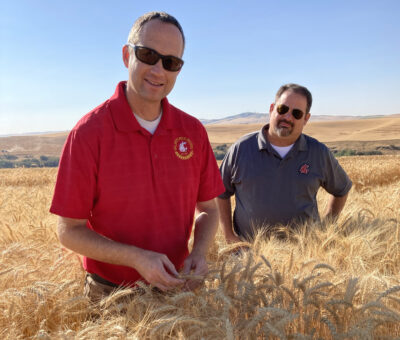 Public wheat breeders continue 130-year legacy of excellence | CAHNRS ...
