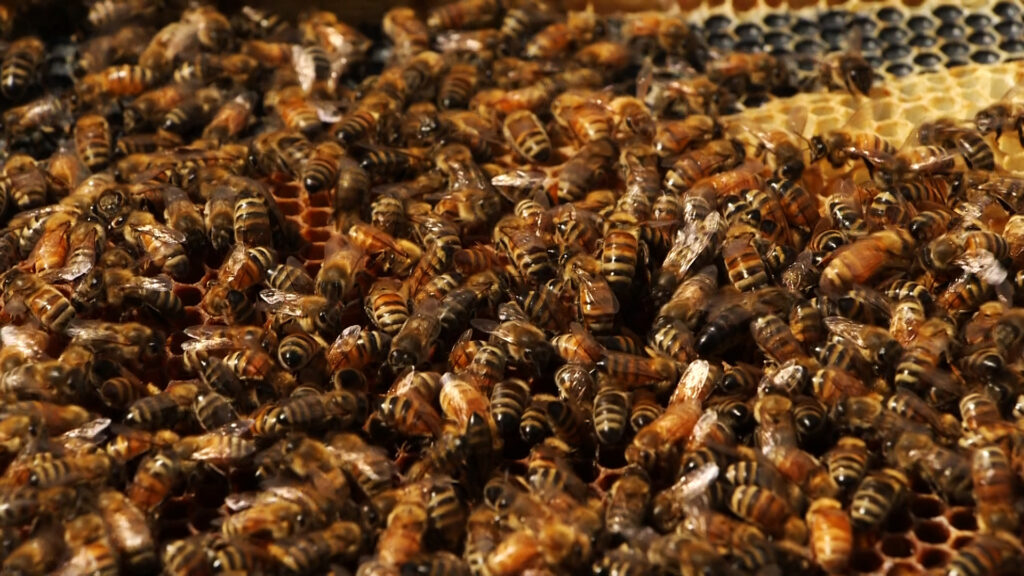 Honey bee colony declines grow as WSU researchers work to fight losses ...