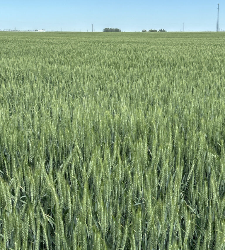 New high-yield WSU spring wheat named for Black pioneer and family ...