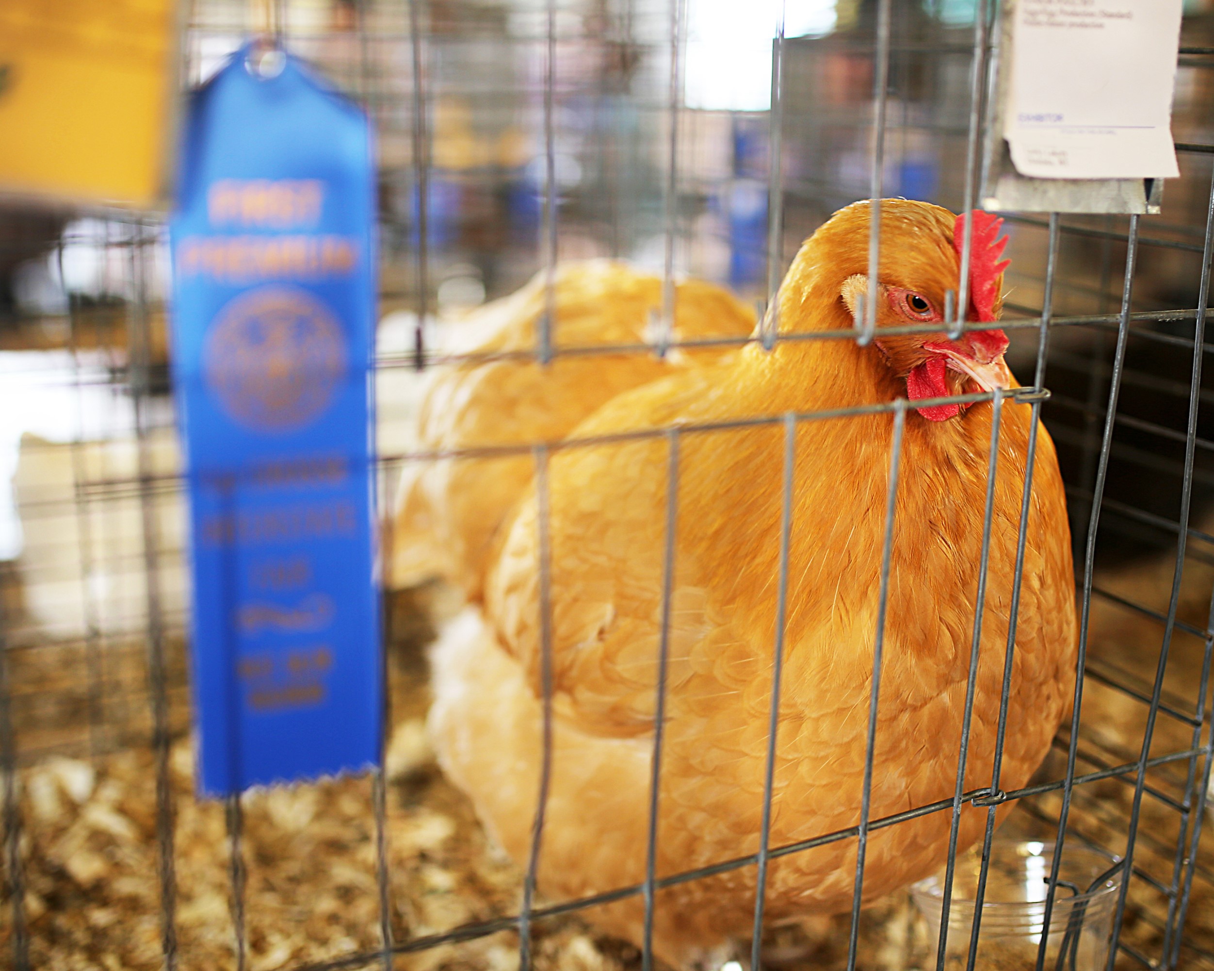 Livestock | WSU Extension | Washington State University