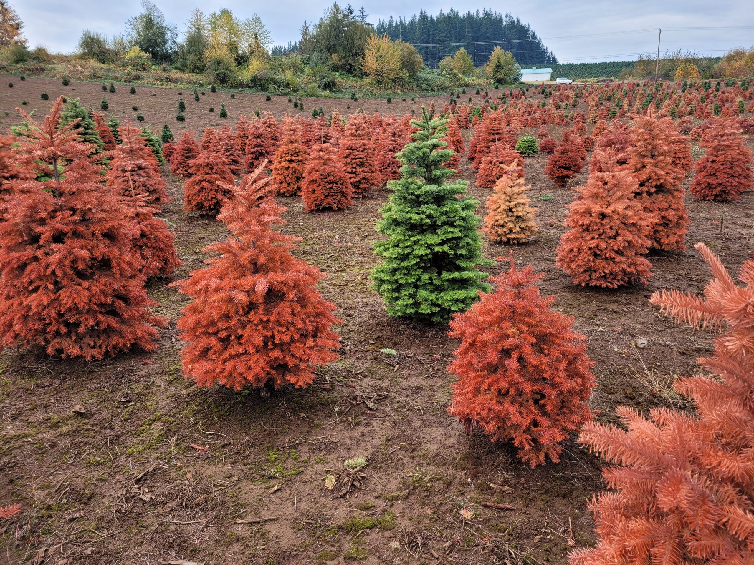 Donors appreciate legacy supporting Christmas trees and cut flowers ...