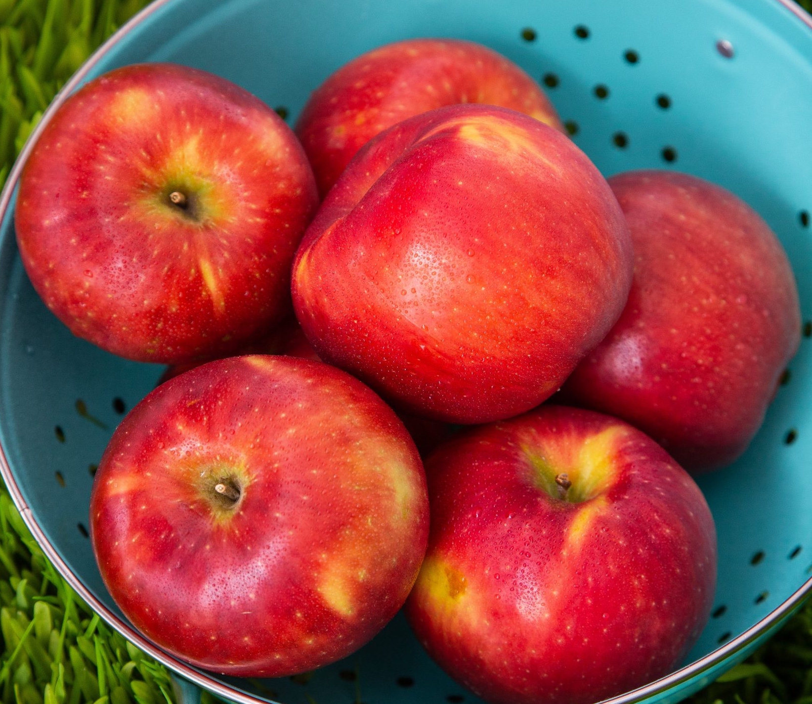 Tree fruit program, industry welcome new students with apples at Move ...