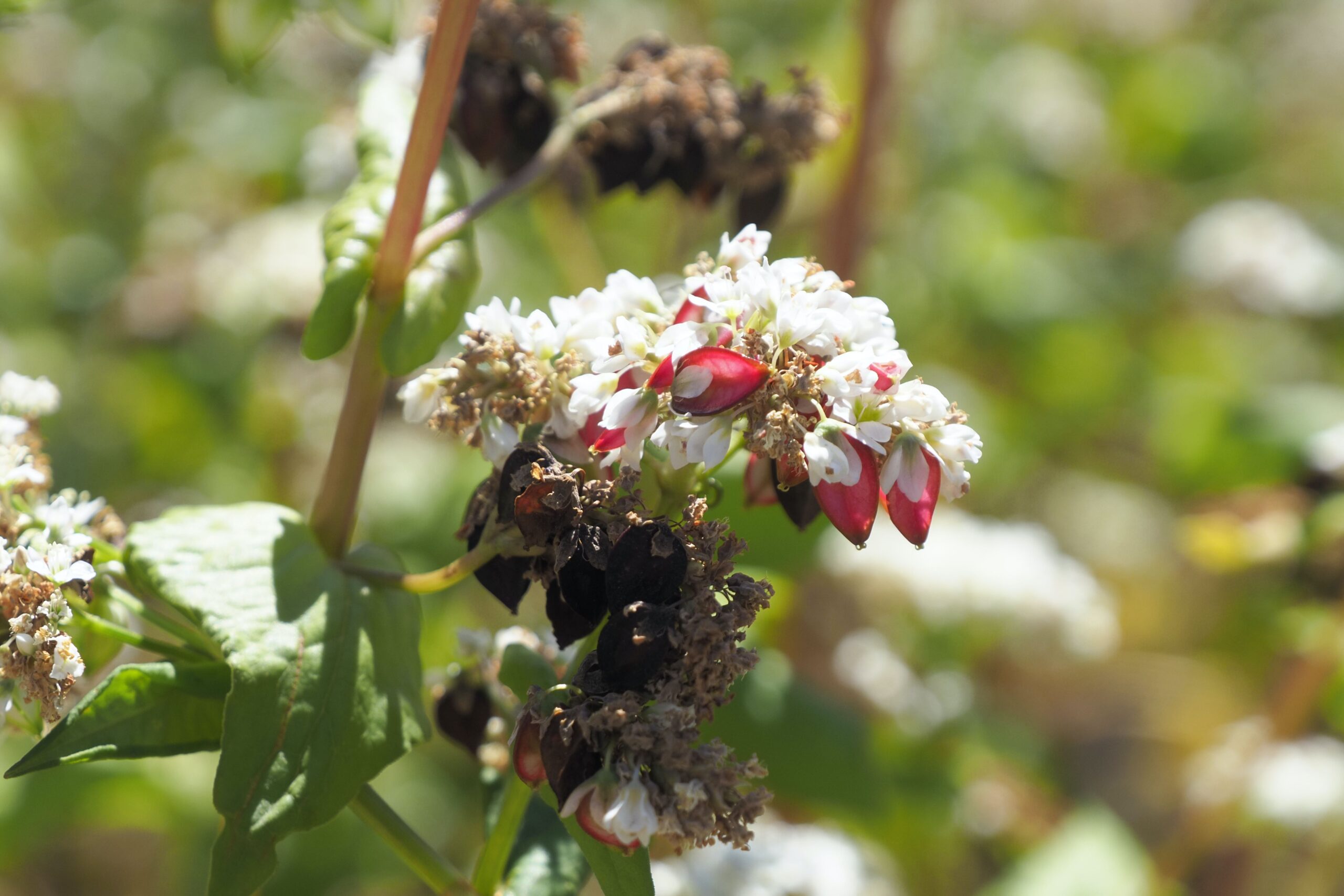 Department of Crop and Soil Sciences | Washington State University