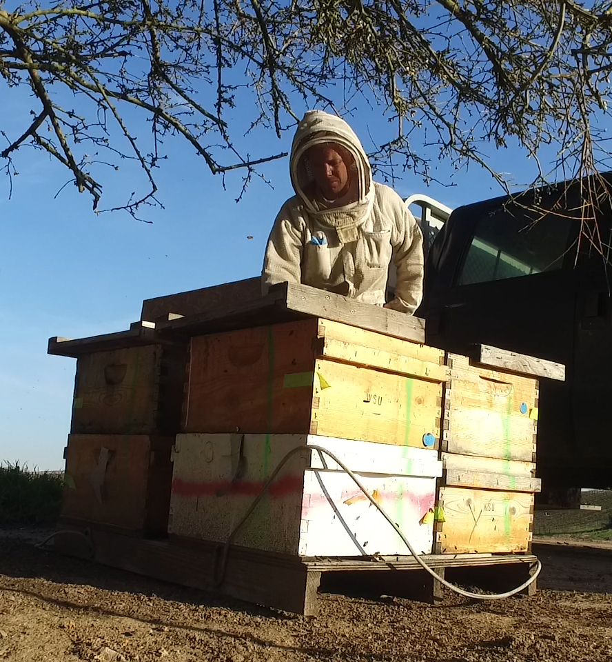 New pollen-replacing food for honey bees brings new hope for survival ...