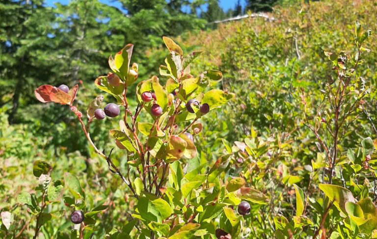 Forest debris could shelter mountain huckleberry from climate change ...