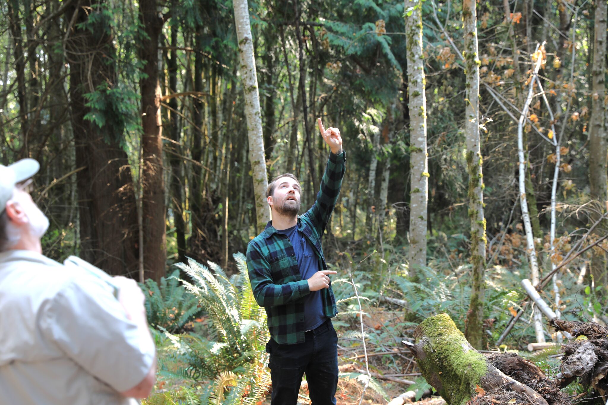 WSU Extension foresters support Washington’s bigleaf maple syrup ...