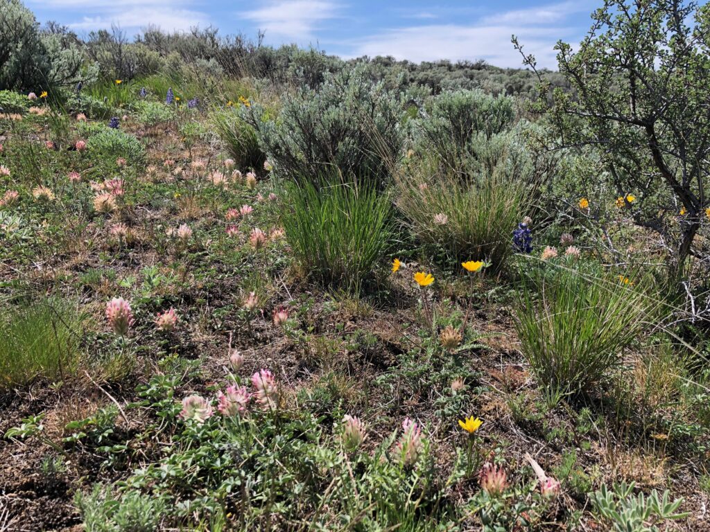 Upcoming trainings showcase decision tool for better rangeland ...